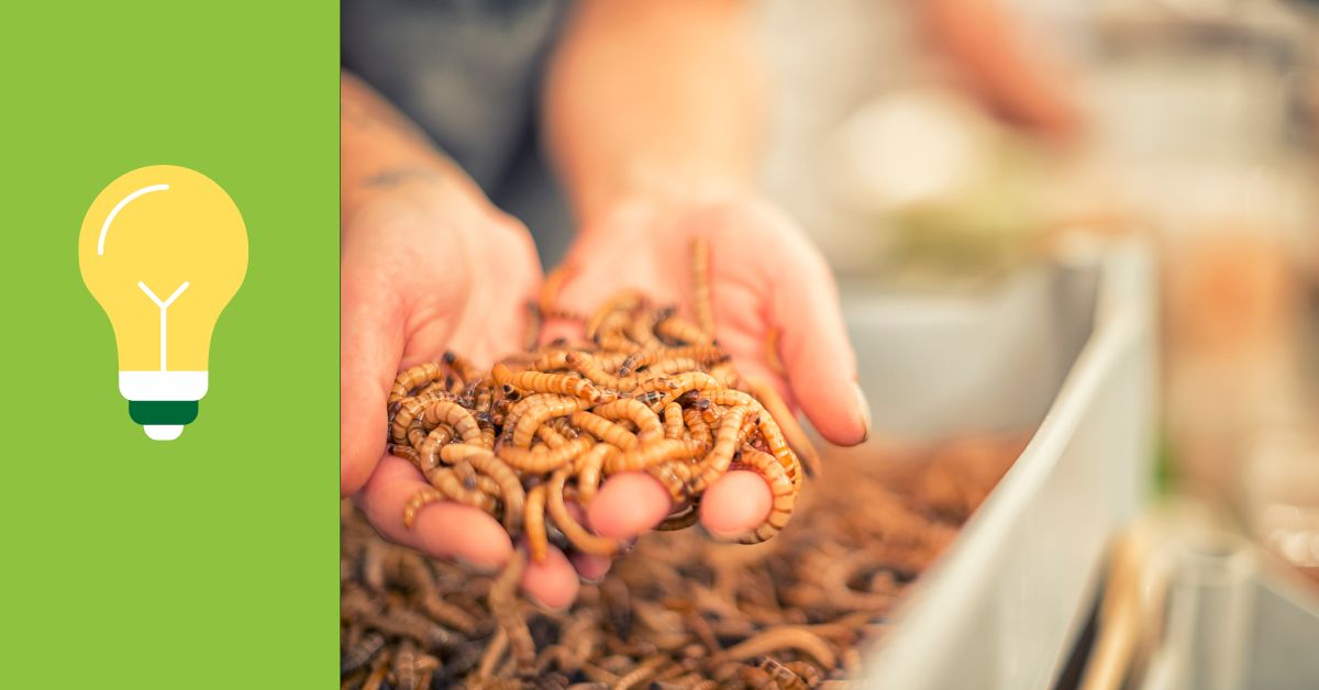 How well do animals digest insect protein compared to other protein ...