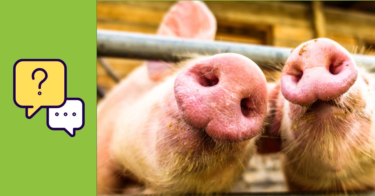 Addressing Nutritional Deficiencies and Imbalances for Optimal Animal ...