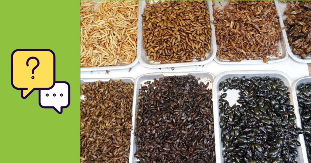 Insect protein Archives • AGRIHOP